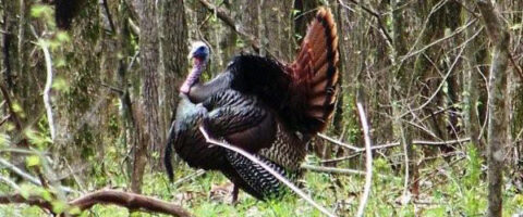 Home - Michigan Wild Turkey Hunters Association